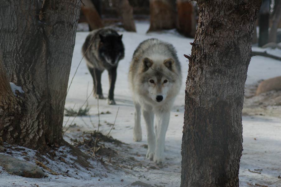 The Grey Wolves (Adopt-a-Critter) | Saskatoon Zoo Society