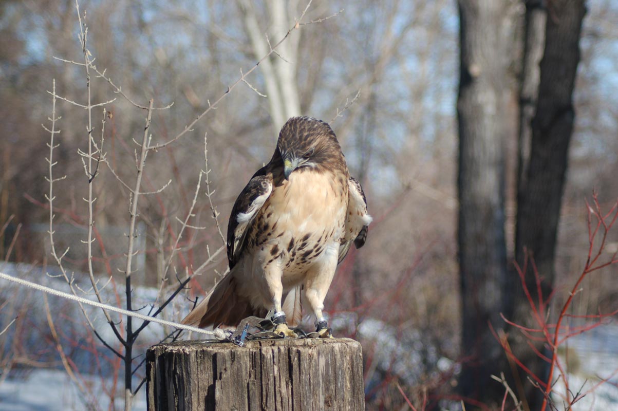 The Red-Tailed Hawk (Adopt-a-Critter) | Saskatoon Zoo Society